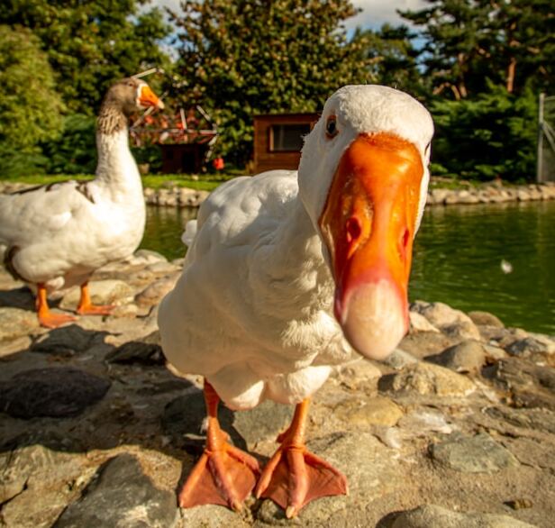 Silly As A Goose - Simple English News